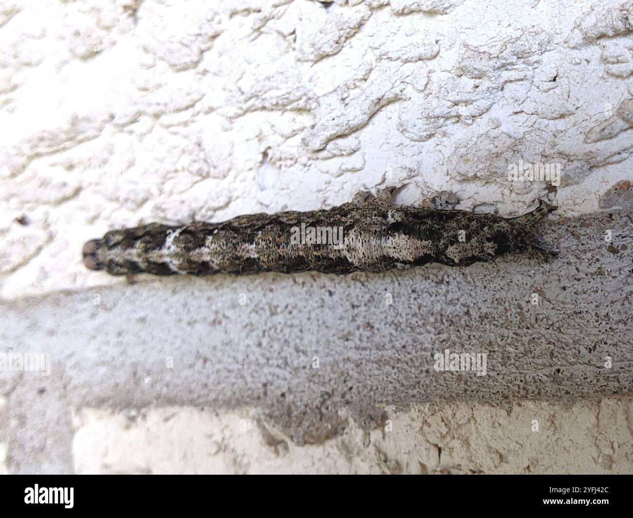 Live Oak Metria Moth (Metria amella Stock Photo - Alamy