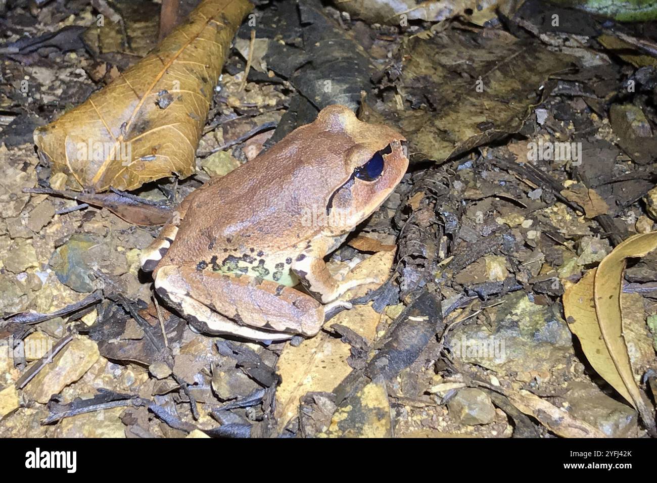 Great Barred Frog (Mixophyes fasciolatus Stock Photo - Alamy