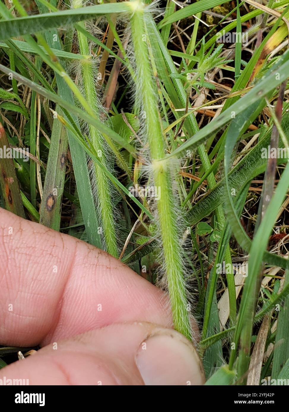 California oatgrass (Danthonia californica Stock Photo - Alamy