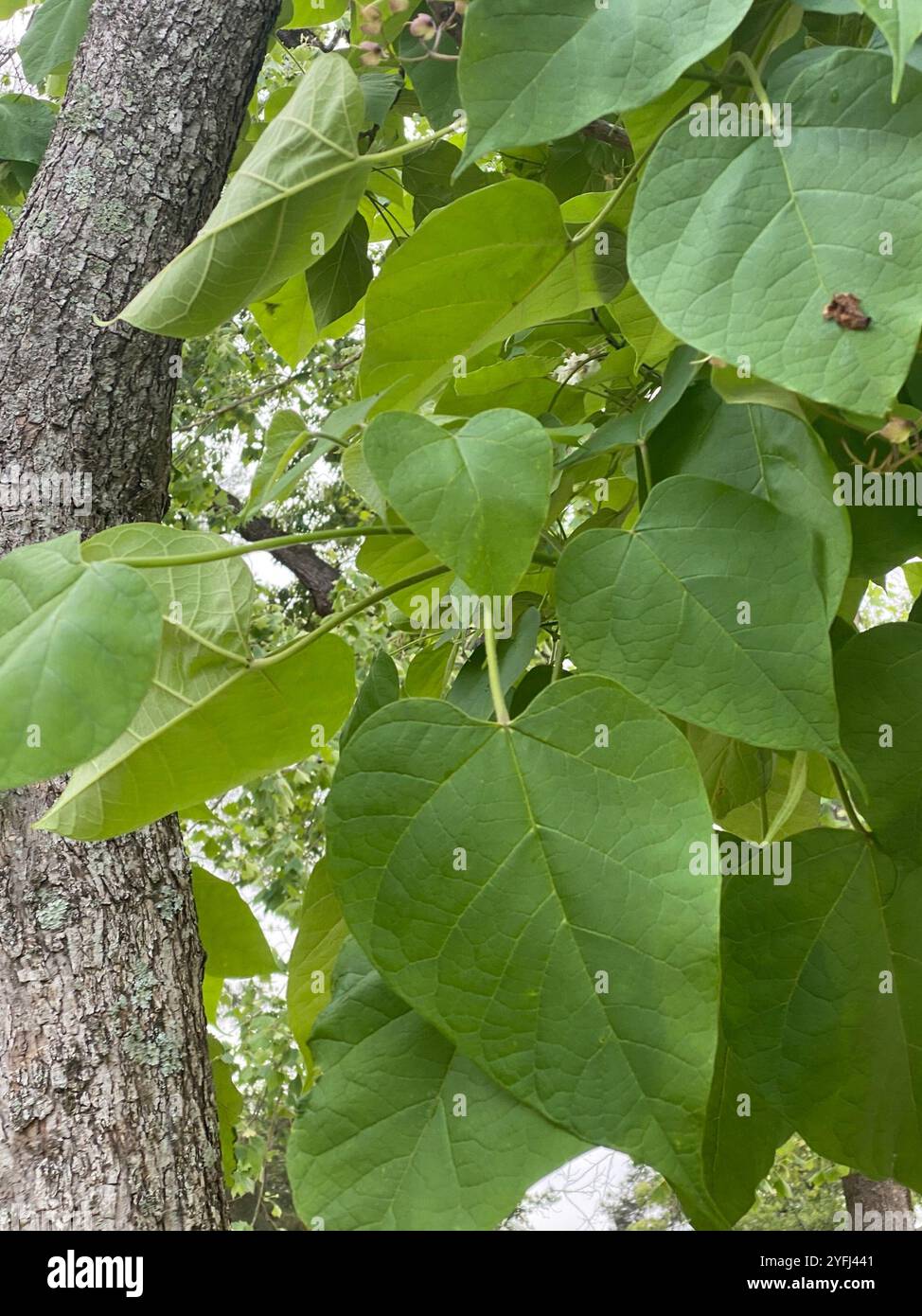 southern catalpa (Catalpa bignonioides Stock Photo - Alamy