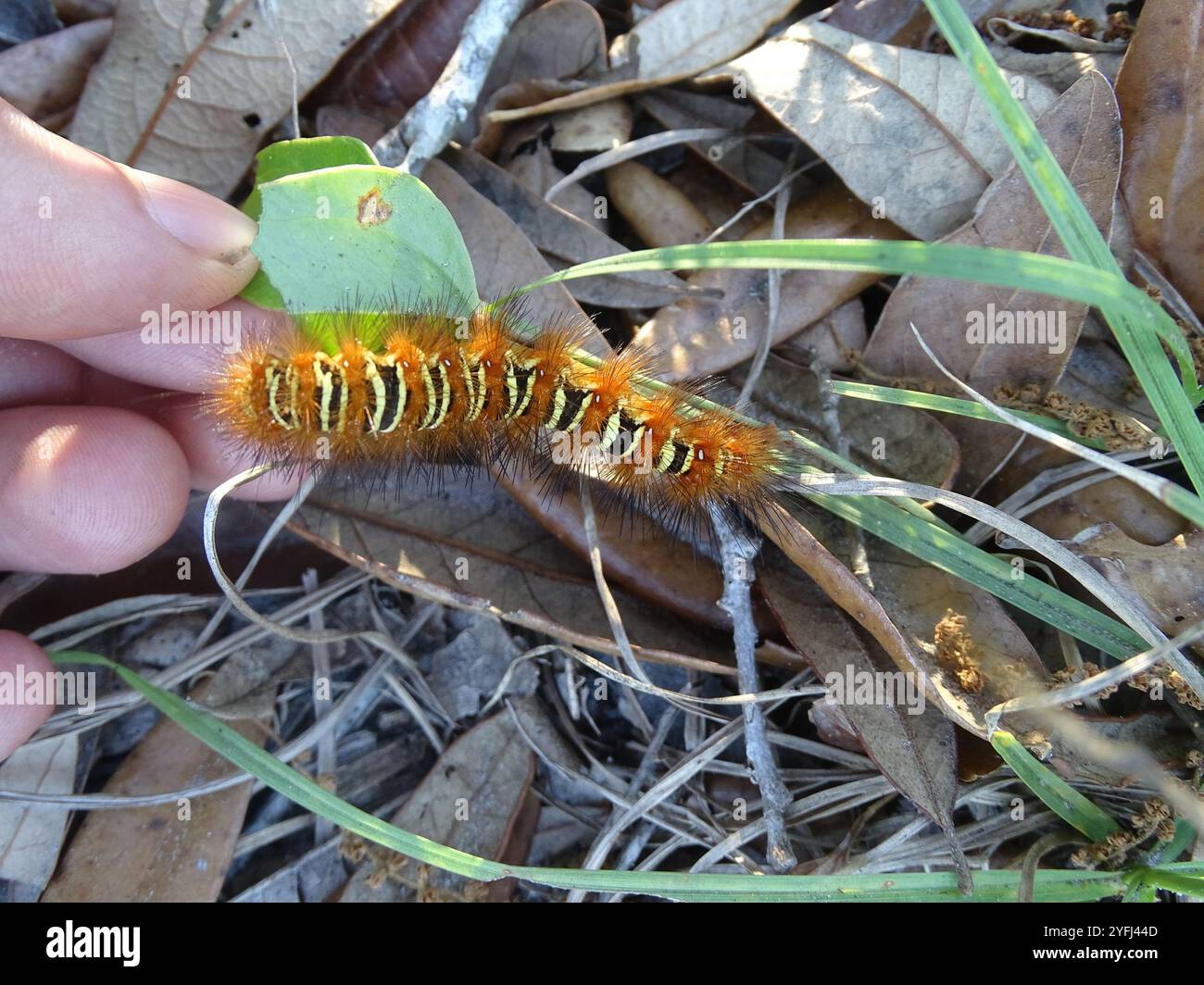Echo Moth (Seirarctia echo Stock Photo - Alamy