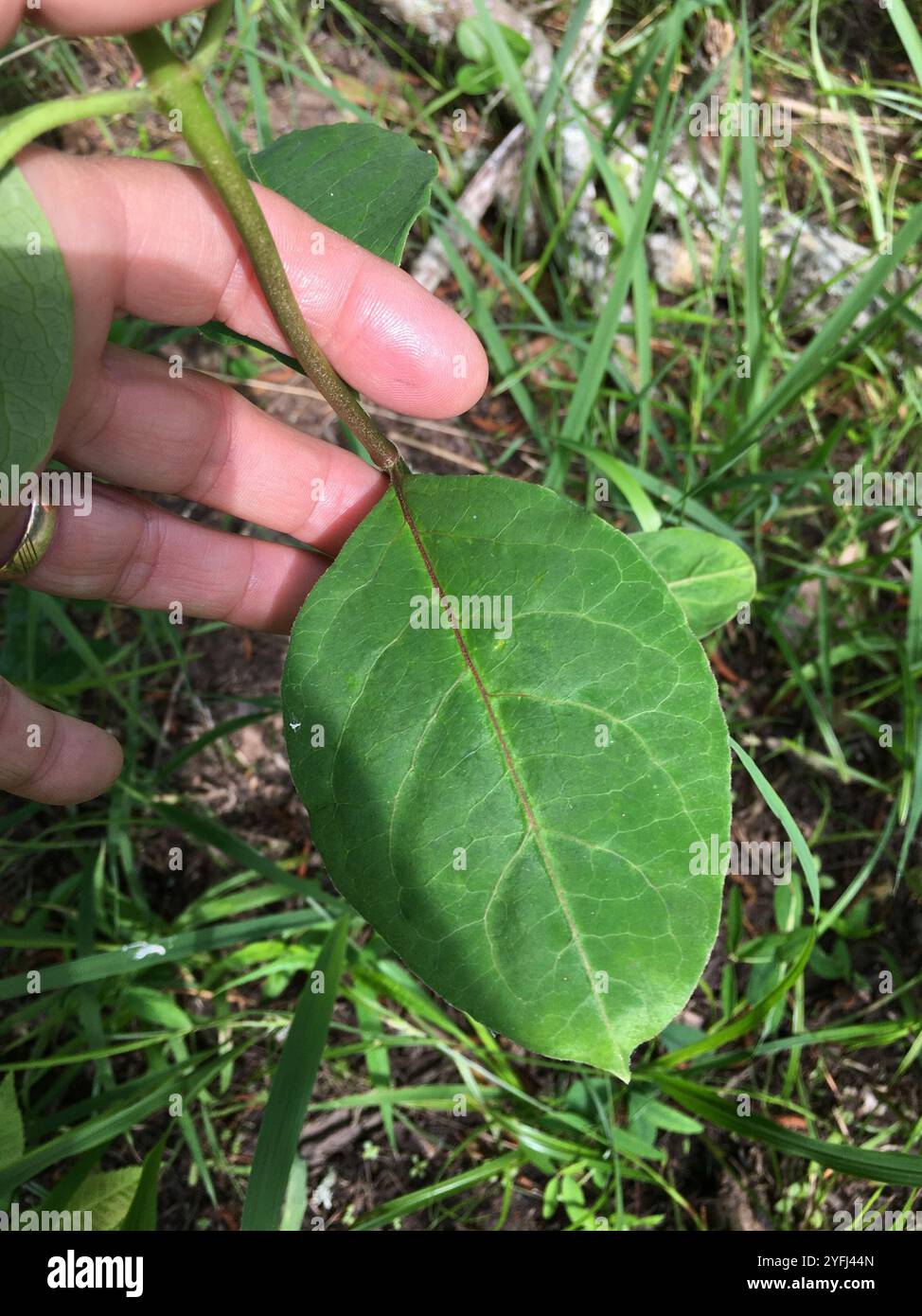 redring milkweed (Asclepias variegata Stock Photo - Alamy
