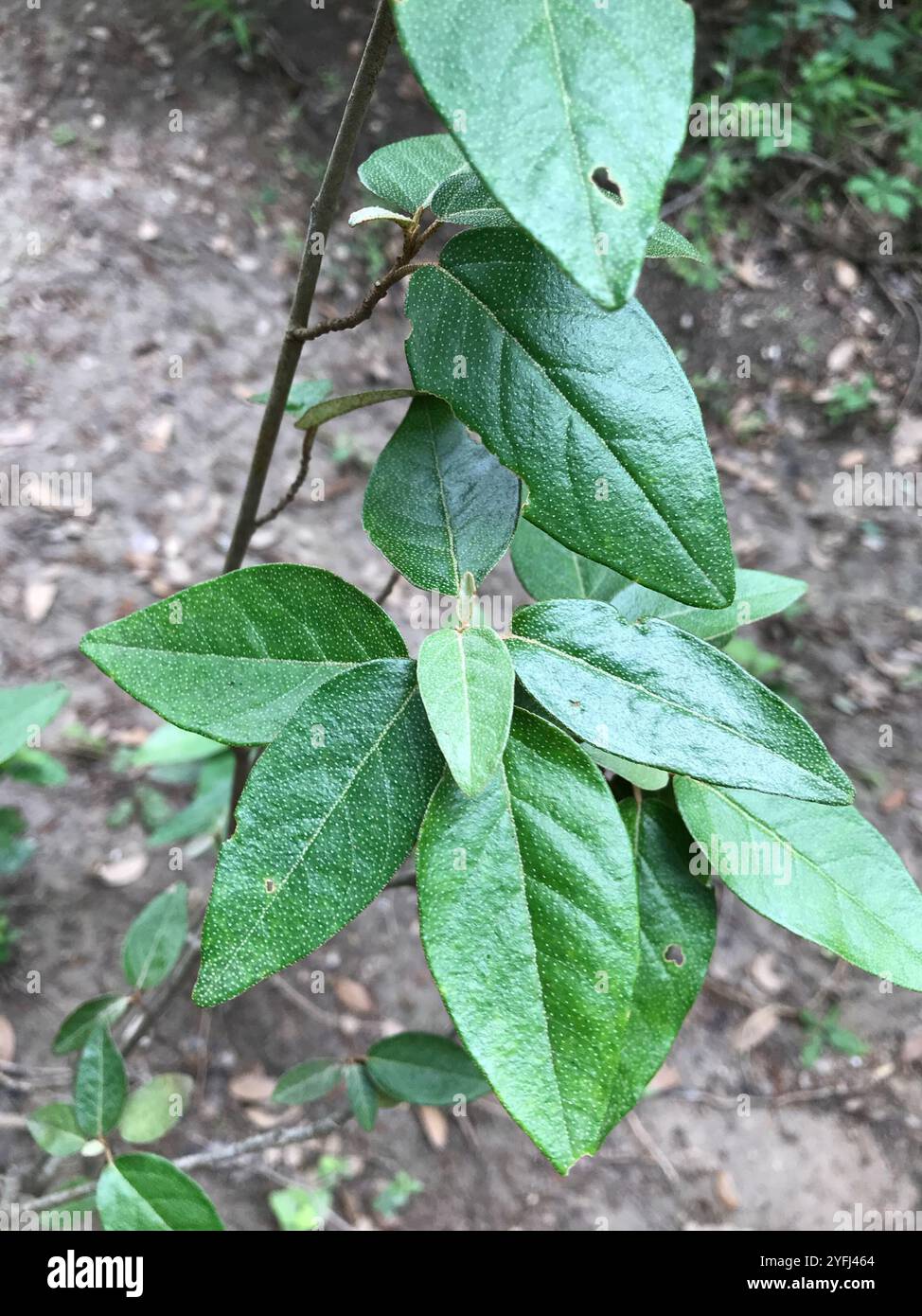 Croton alabamensis hi-res stock photography and images - Alamy