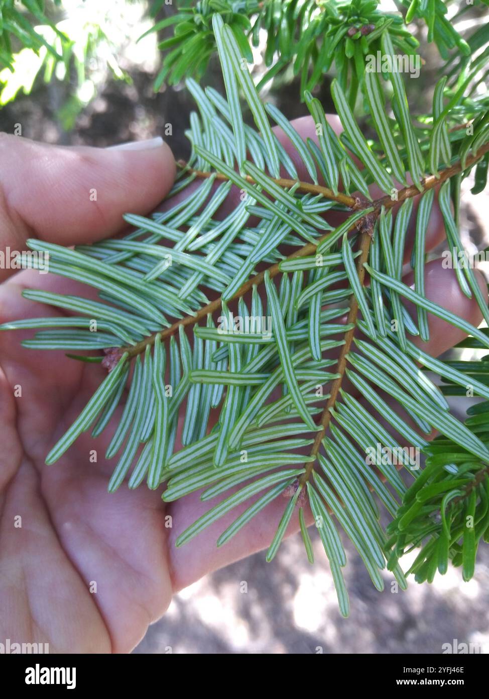 grand fir (Abies grandis Stock Photo - Alamy