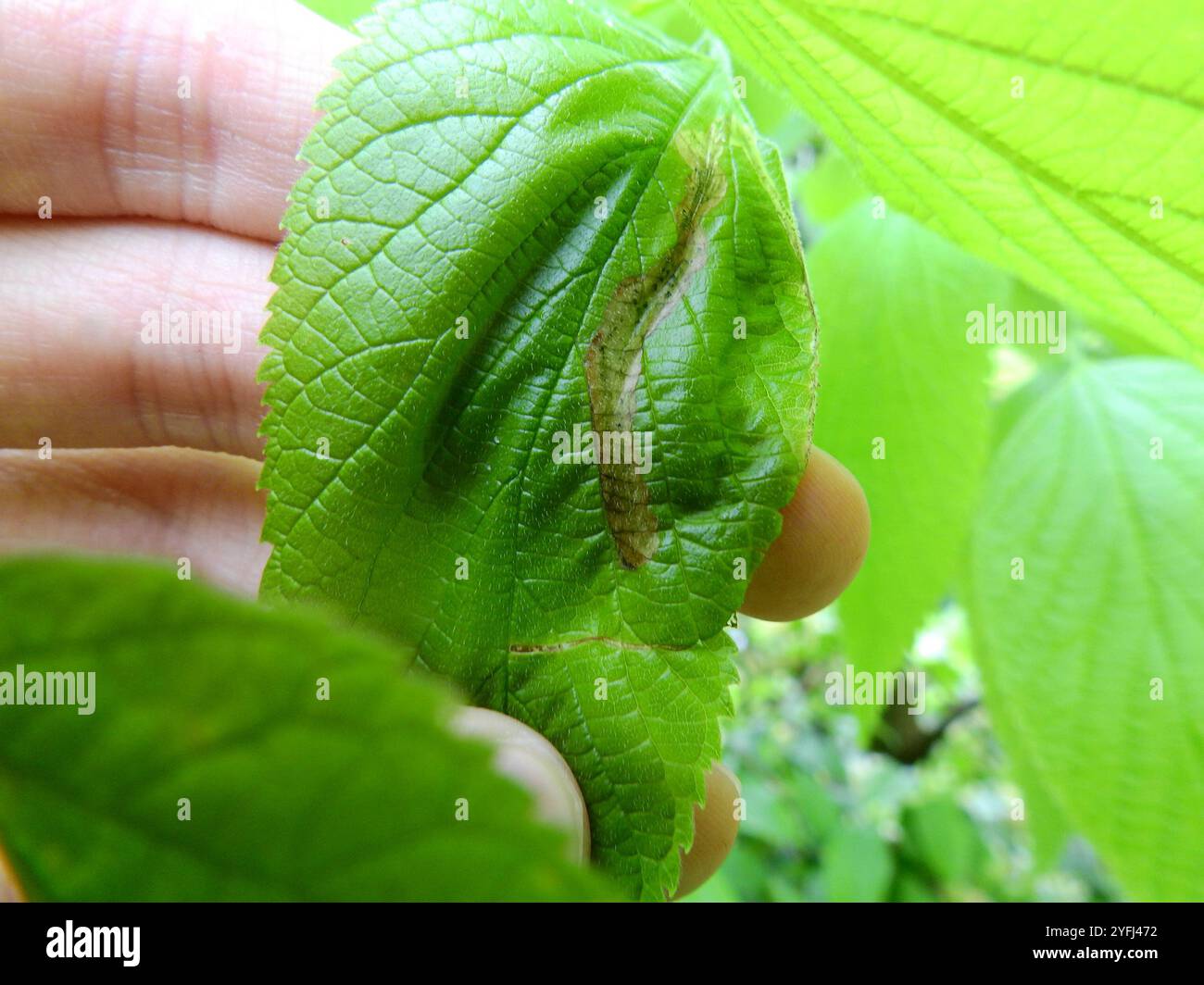 Agromyza hi-res stock photography and images - Alamy