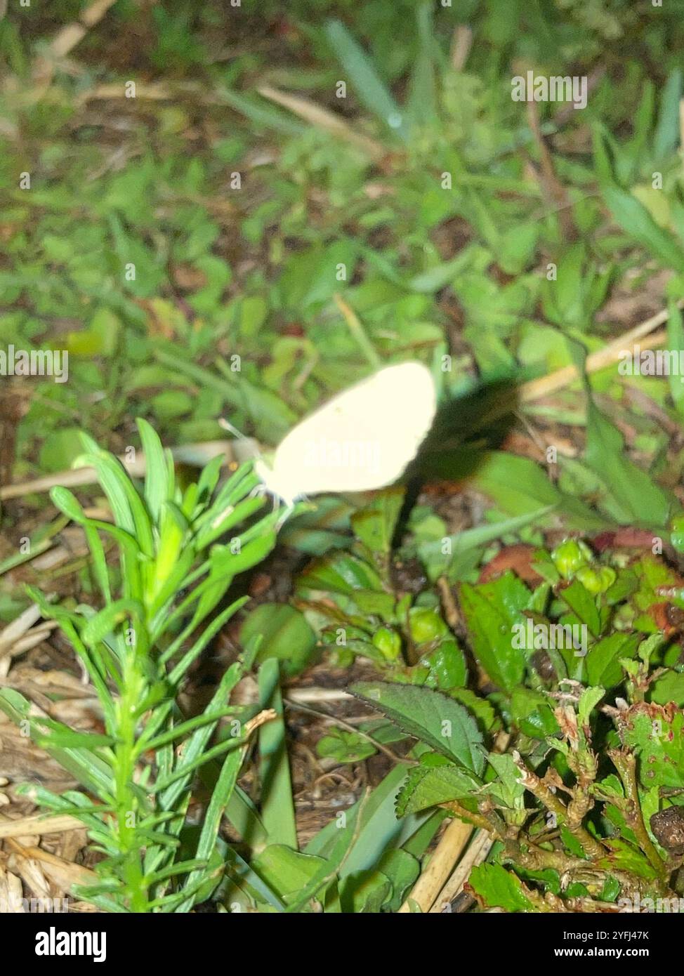 Dainty Sulphur (Nathalis iole Stock Photo - Alamy