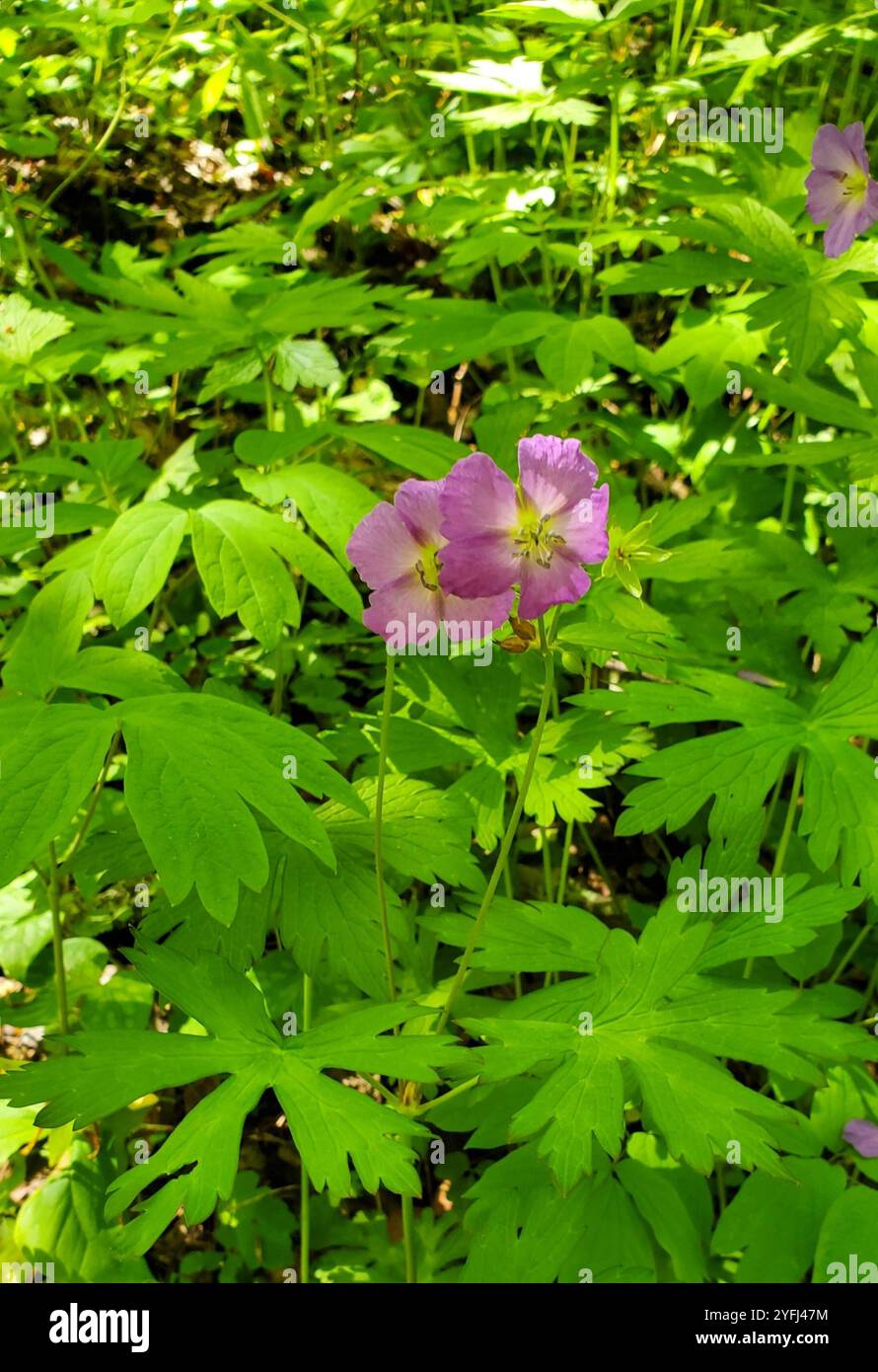 wild geranium (Geranium maculatum Stock Photo - Alamy