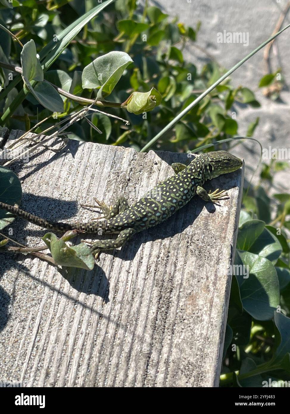 Iberian ocellated lizard (Timon lepidus ibericus Stock Photo - Alamy