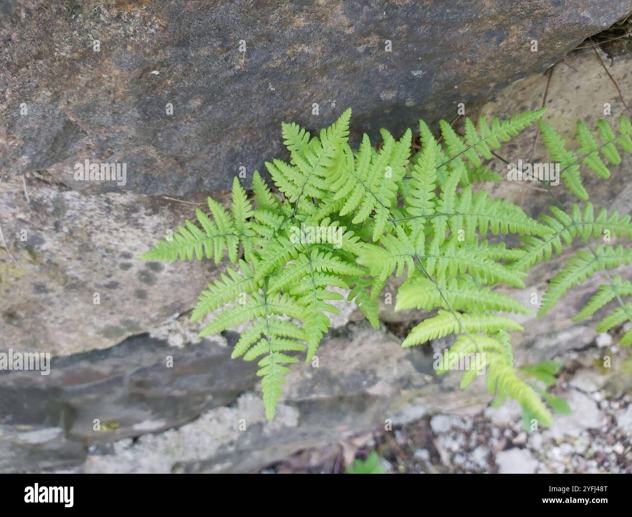 limestone oak fern (Gymnocarpium robertianum Stock Photo - Alamy
