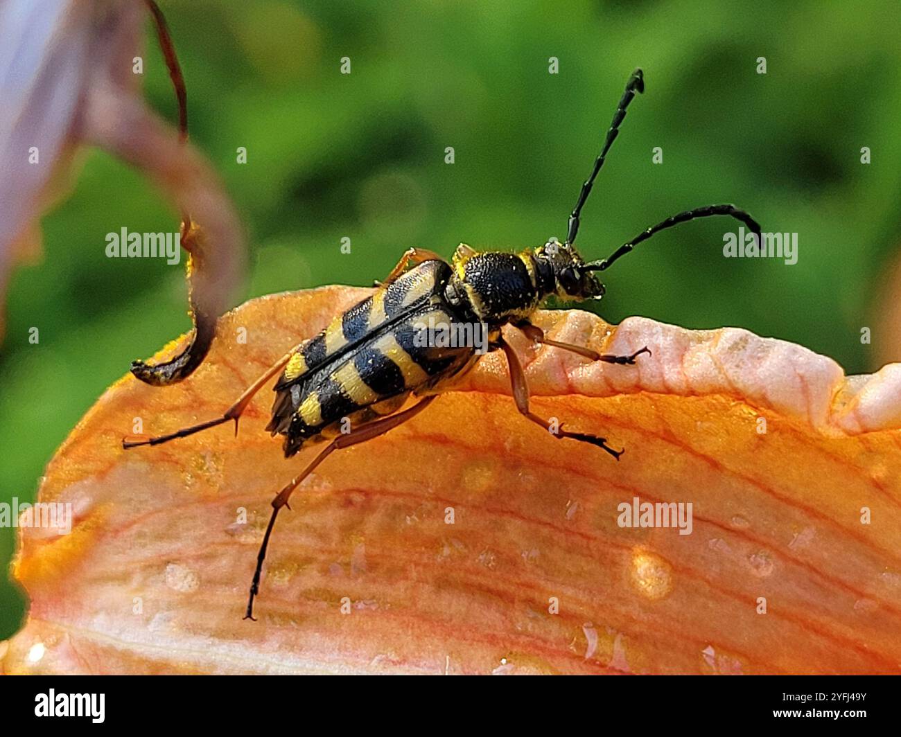 Zebra Longhorn Beetle (Typocerus zebra Stock Photo - Alamy