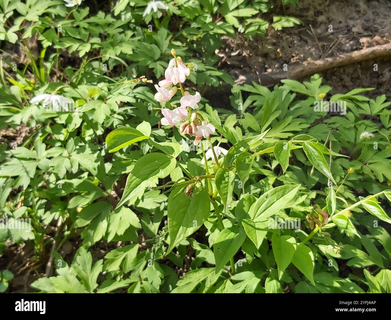 spring vetch (Lathyrus vernus Stock Photo - Alamy
