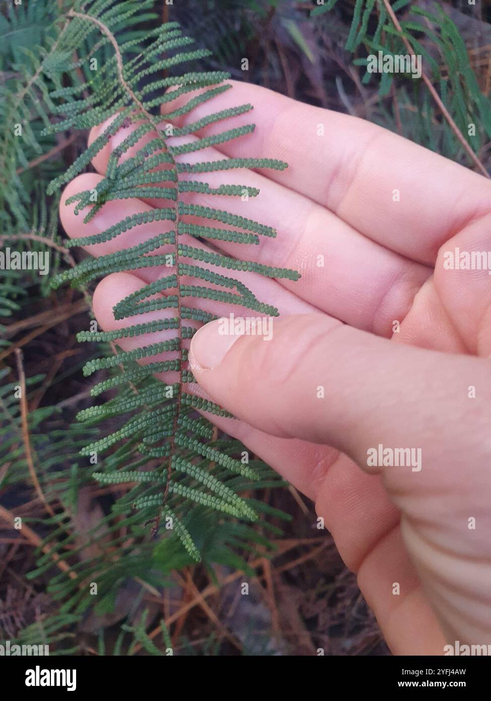 Pouched Coral Fern (Gleichenia dicarpa Stock Photo - Alamy