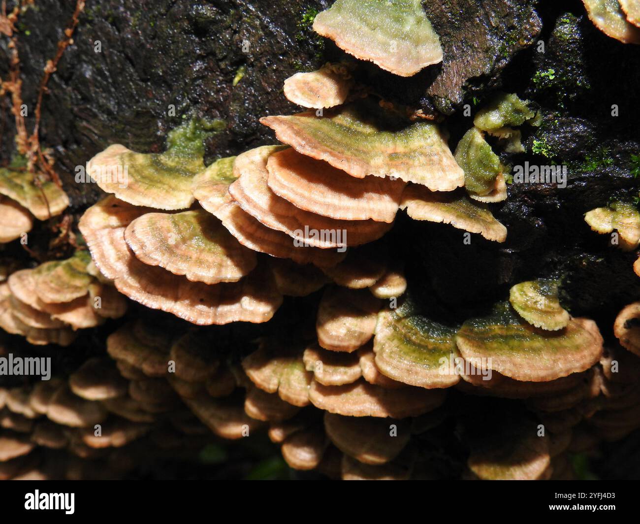 violet-toothed polypore (Trichaptum biforme Stock Photo - Alamy