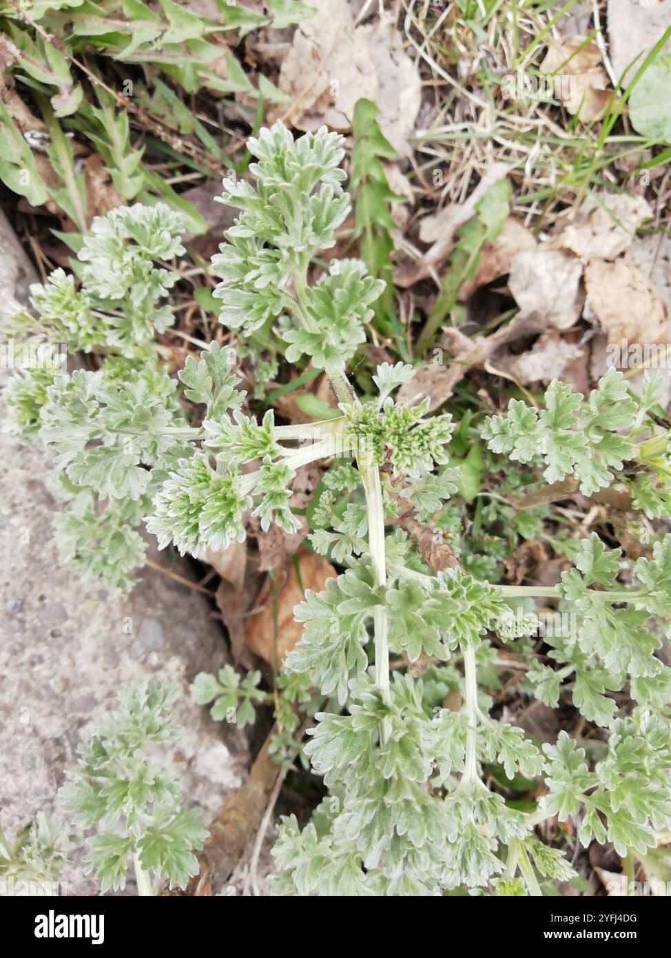 absinthe wormwood (Artemisia absinthium Stock Photo - Alamy