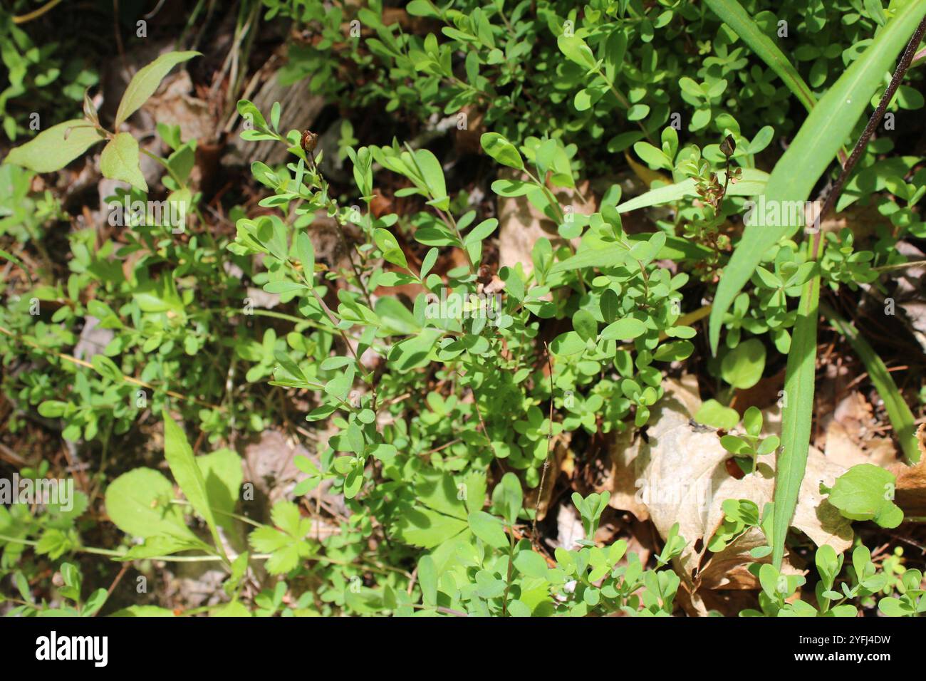 Family hypericaceae hi-res stock photography and images - Alamy