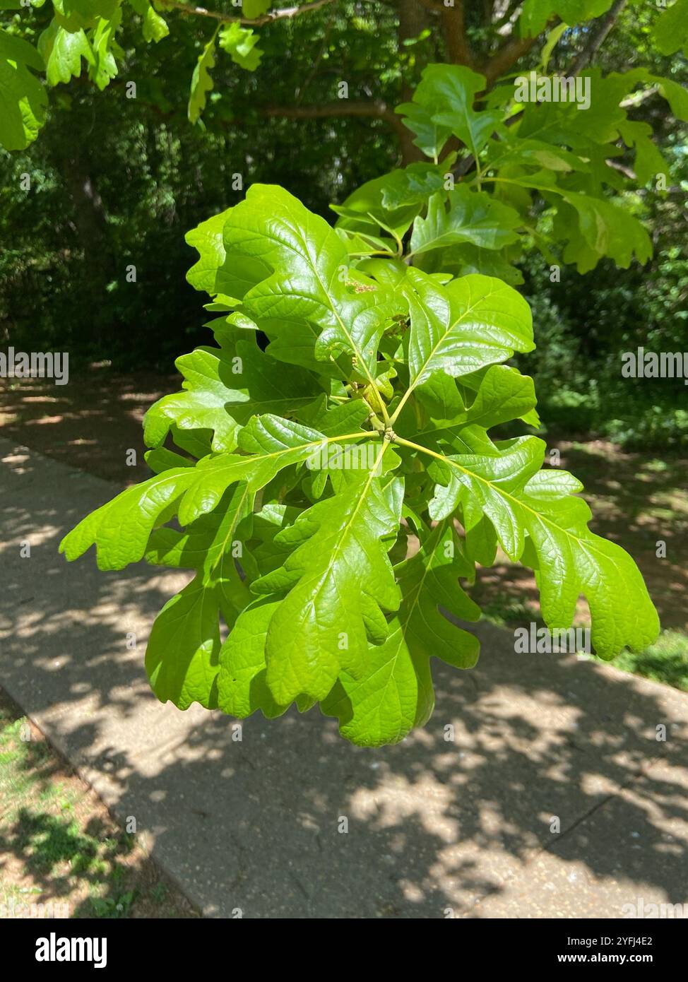 post oak (Quercus stellata Stock Photo - Alamy