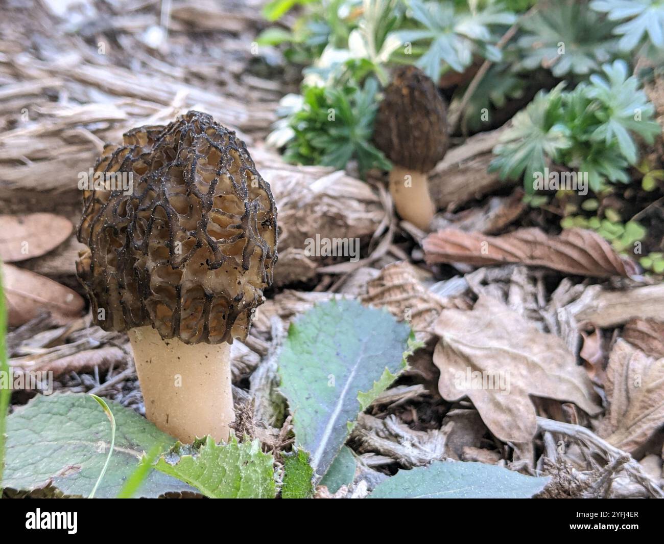 Landscaping Black Morel (Morchella importuna Stock Photo - Alamy