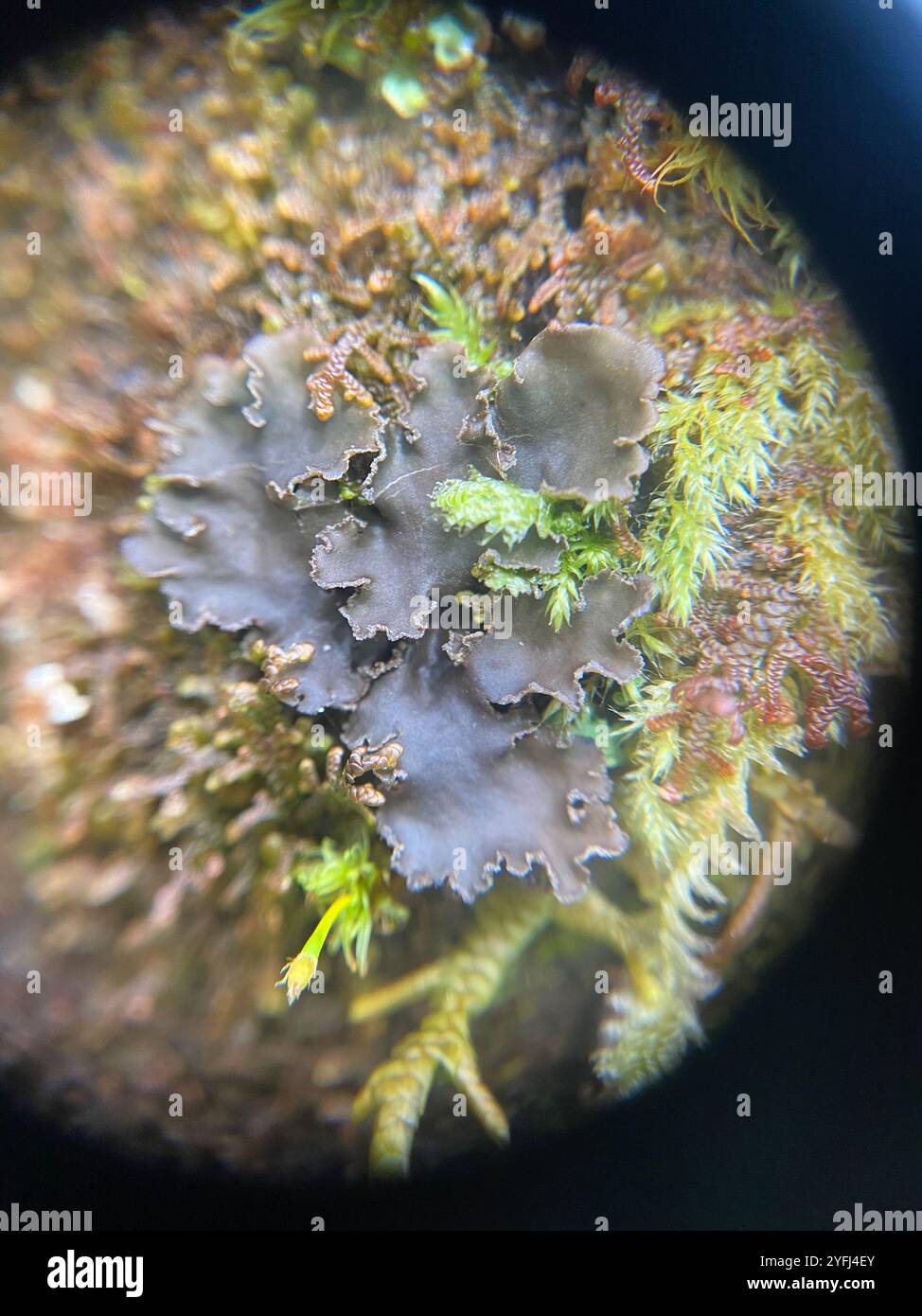 tree pelt lichen (Peltigera collina Stock Photo - Alamy