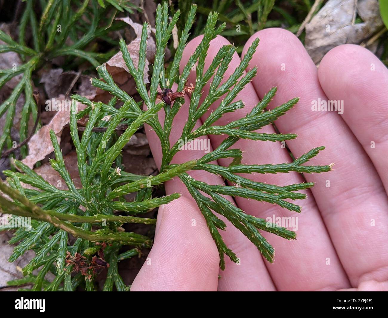 fan clubmoss (Diphasiastrum digitatum Stock Photo - Alamy