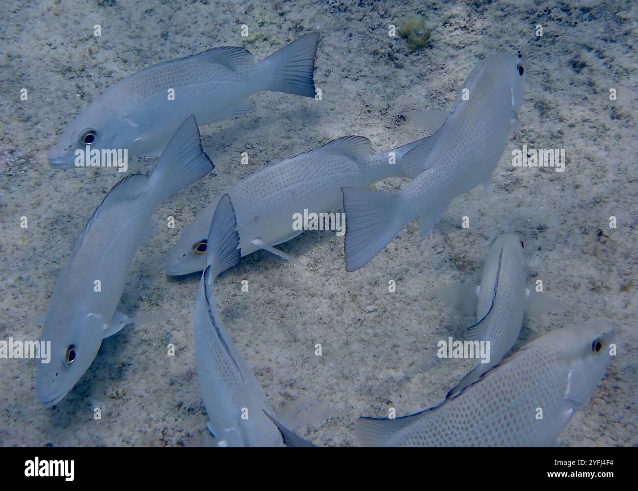 Gray Snapper (Lutjanus griseus Stock Photo - Alamy