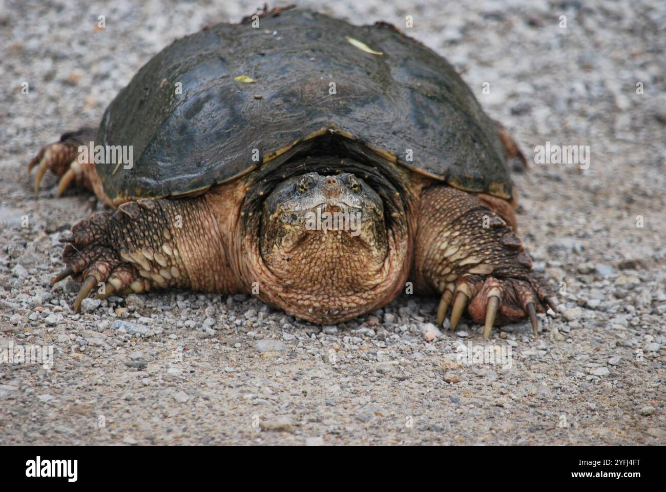 Common Snapping Turtle (Chelydra serpentina Stock Photo - Alamy