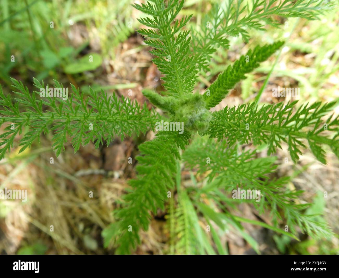 common yarrow (Achillea millefolium Stock Photo - Alamy