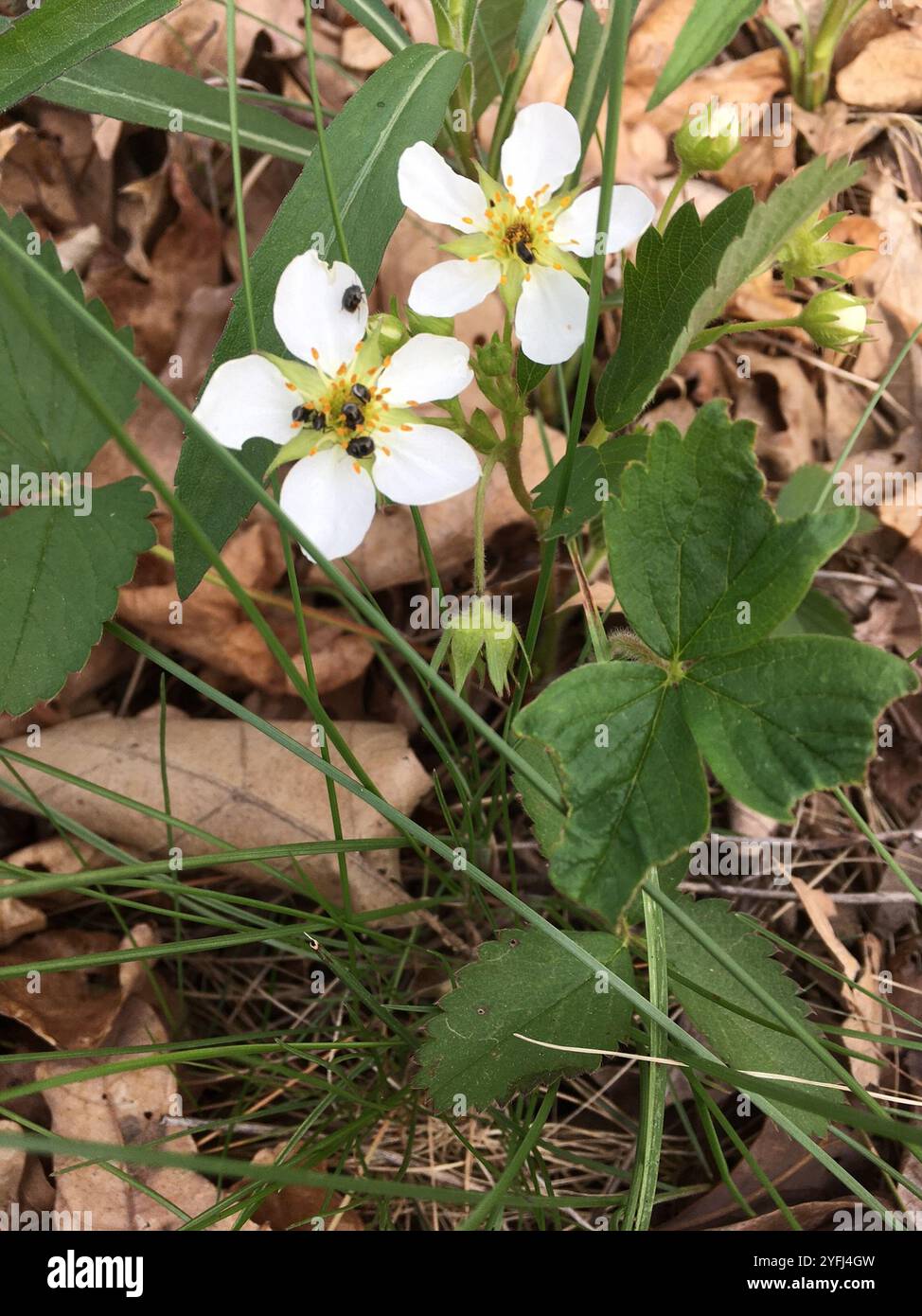 Virginia strawberry (Fragaria virginiana Stock Photo - Alamy
