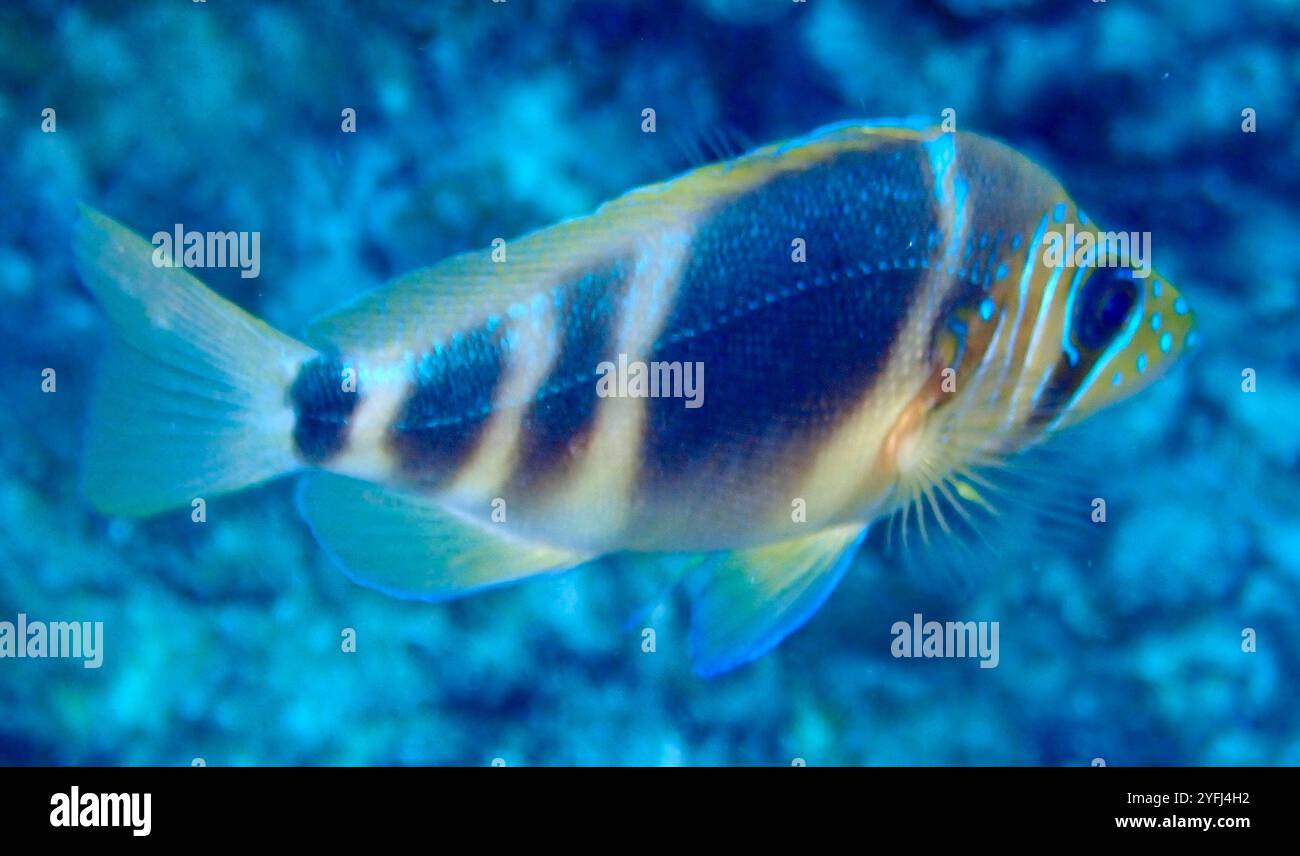 Barred hamlet hamlet hi-res stock photography and images - Alamy