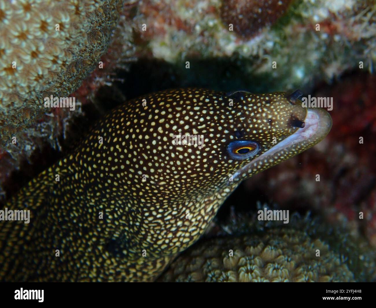 Goldentail Moray (Gymnothorax miliaris Stock Photo - Alamy