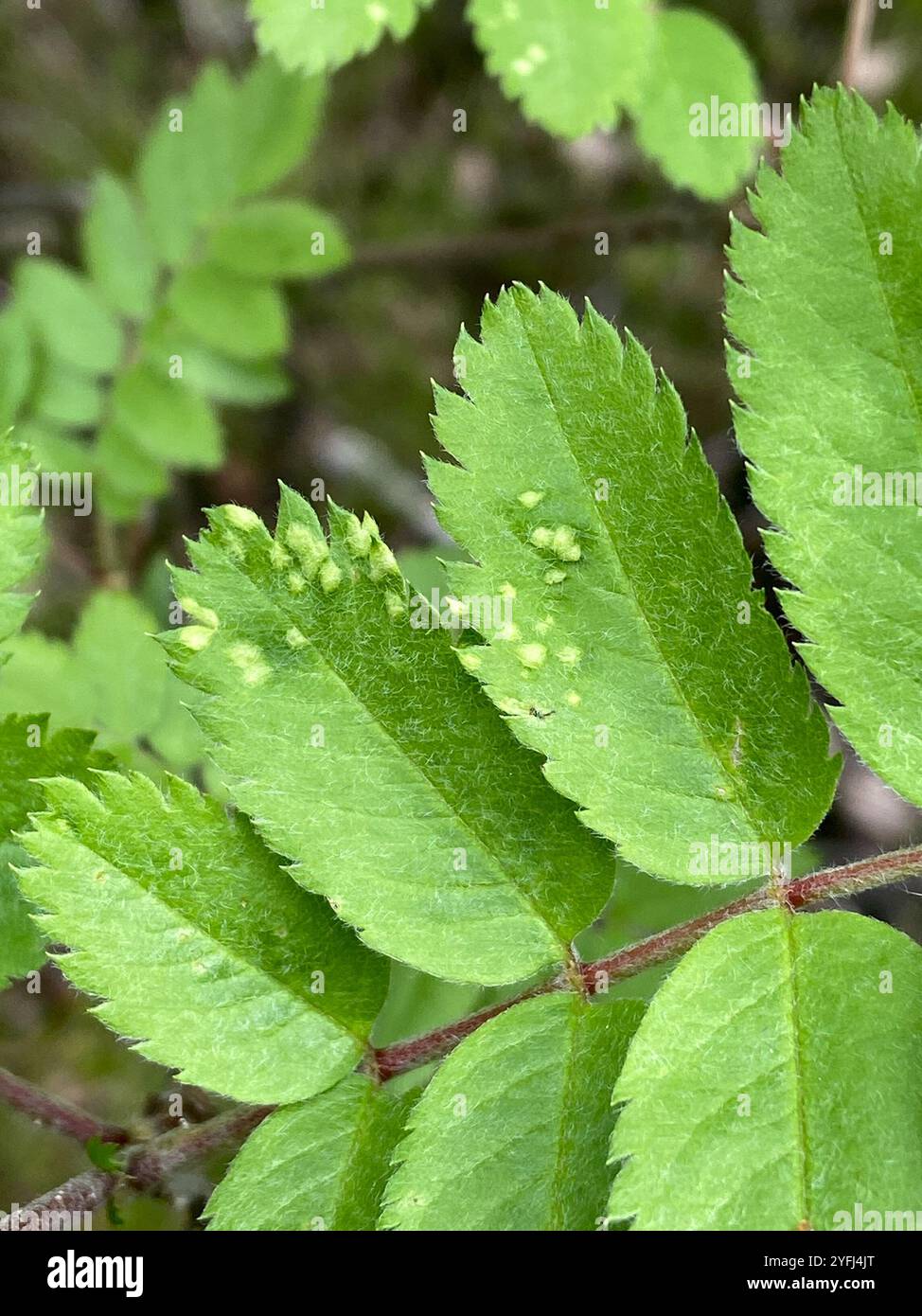 Gall and Rust Mites (Eriophyidae Stock Photo - Alamy