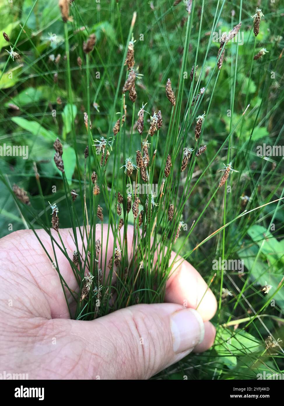 common spikerush (Eleocharis palustris Stock Photo - Alamy