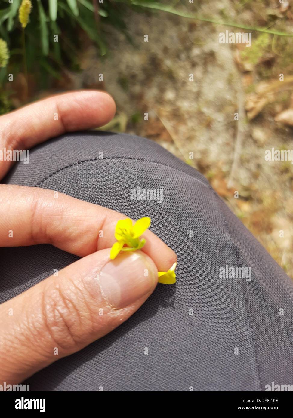 Perennial Wall-rocket (Diplotaxis tenuifolia Stock Photo - Alamy