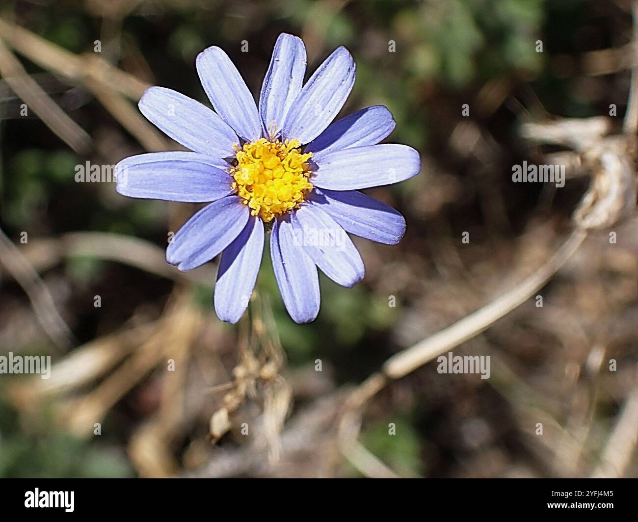 Soft Felicia (Felicia amoena Stock Photo - Alamy