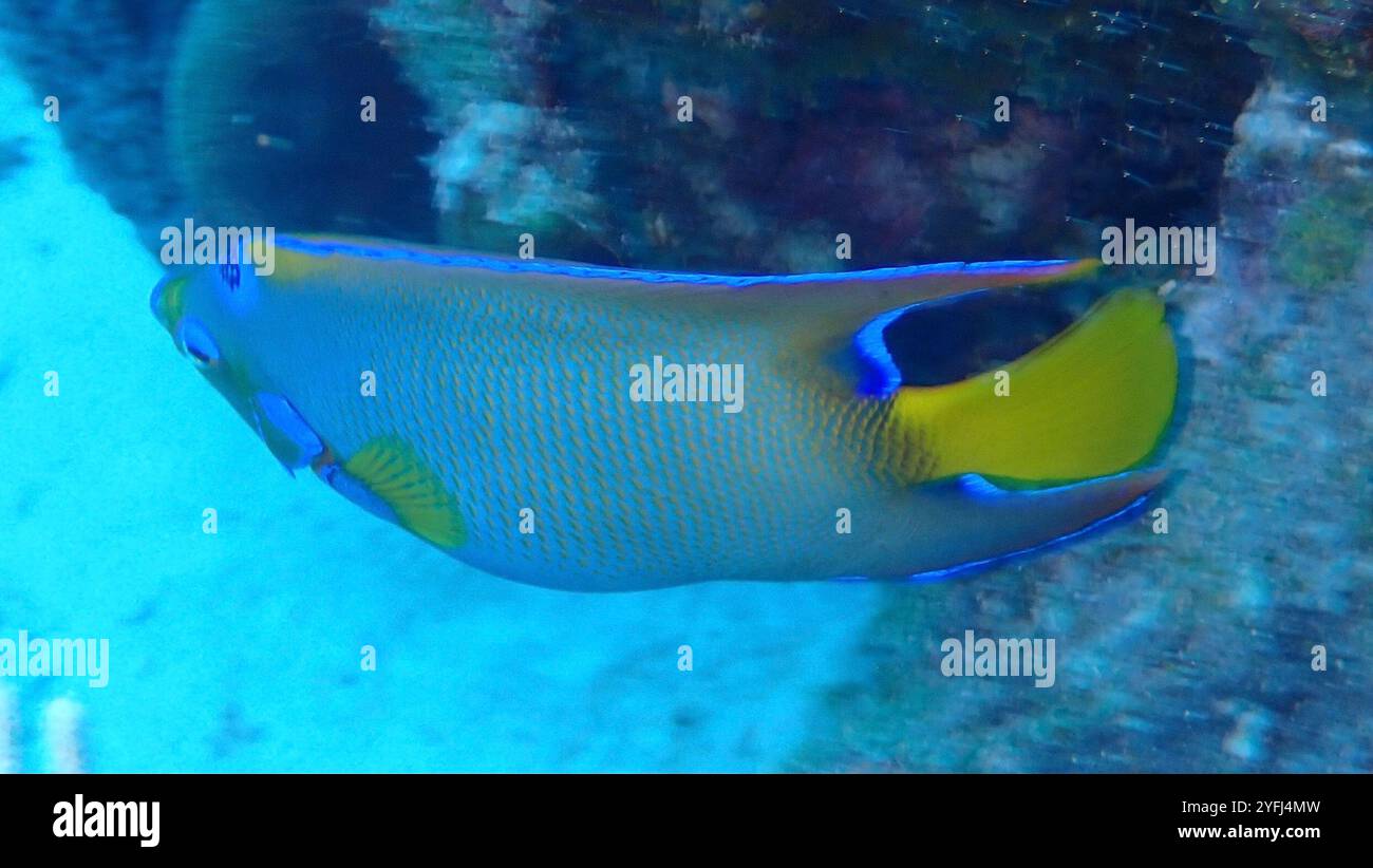 Queen Angelfish (Holacanthus ciliaris Stock Photo - Alamy