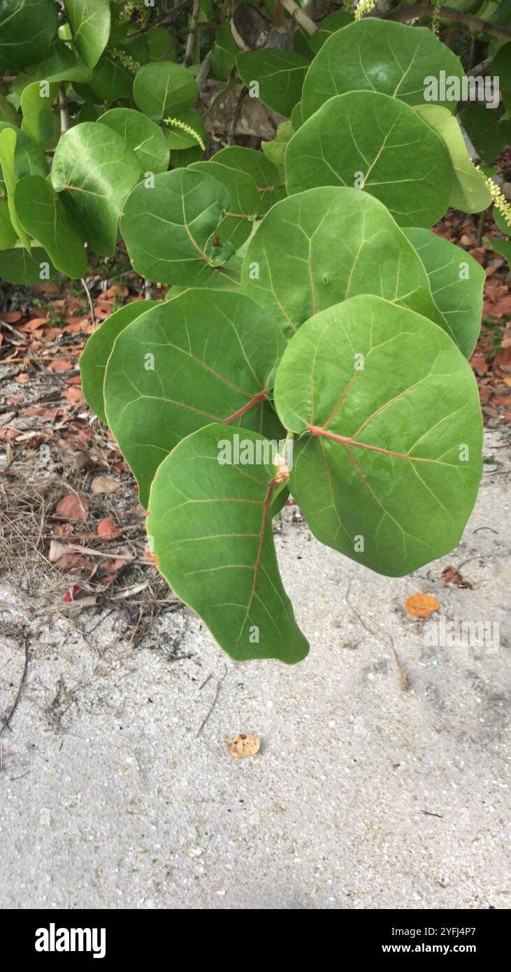 sea grape (Coccoloba uvifera Stock Photo - Alamy