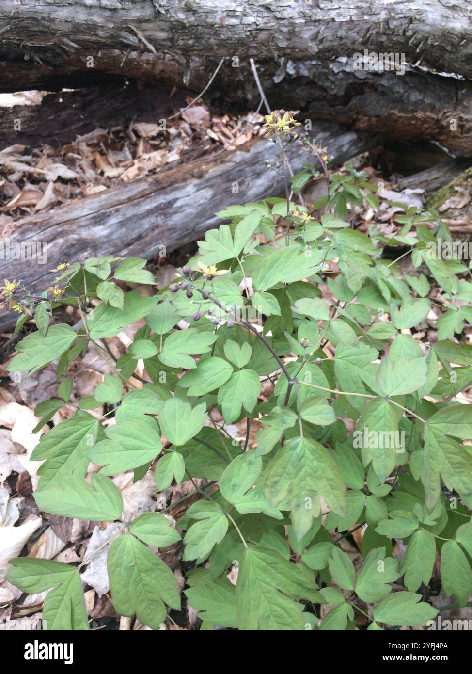 early blue cohosh (Caulophyllum giganteum Stock Photo - Alamy