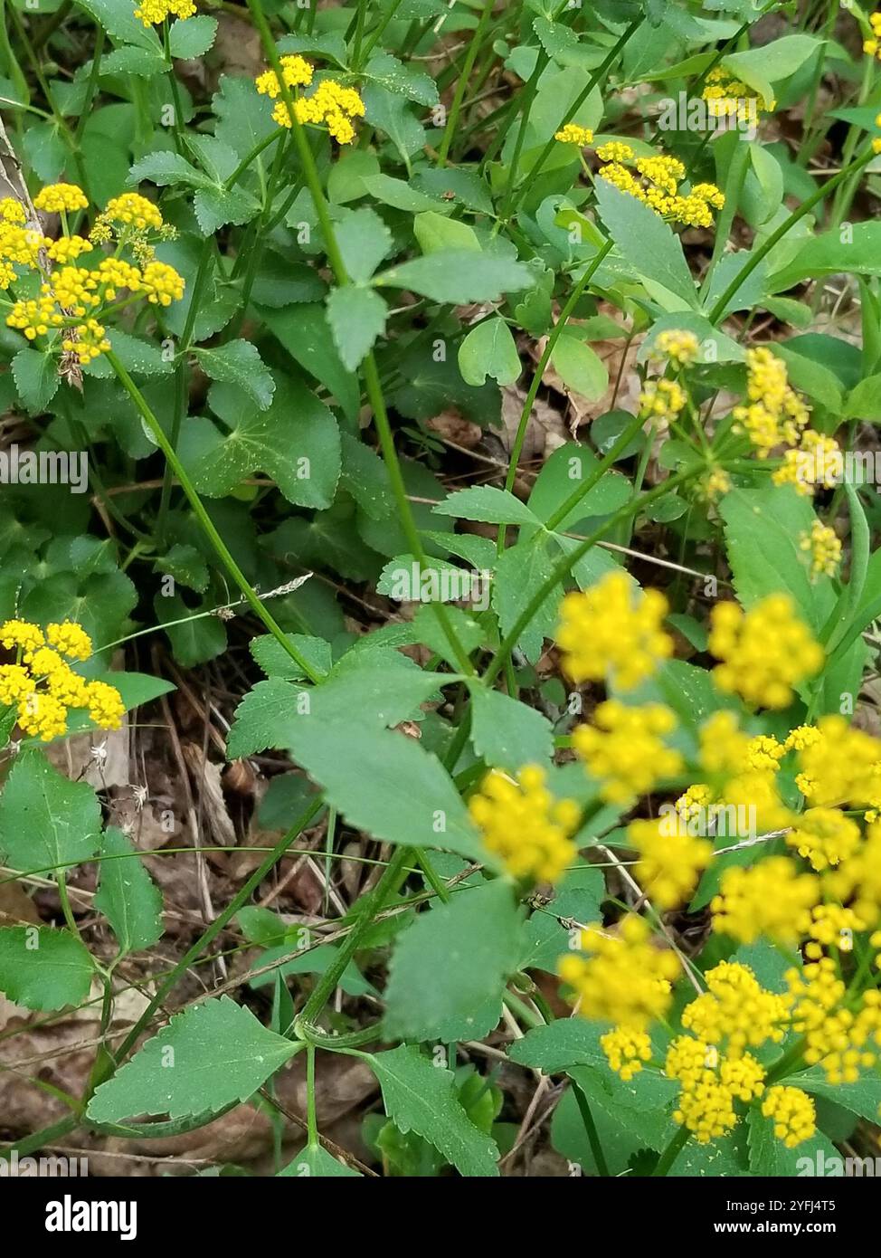 heart-leaf golden Alexanders (Zizia aptera Stock Photo - Alamy
