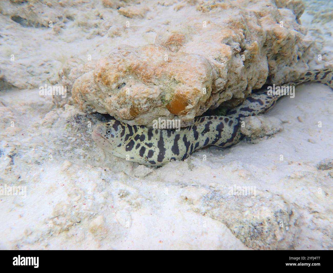 Chain Moray (Echidna catenata Stock Photo - Alamy