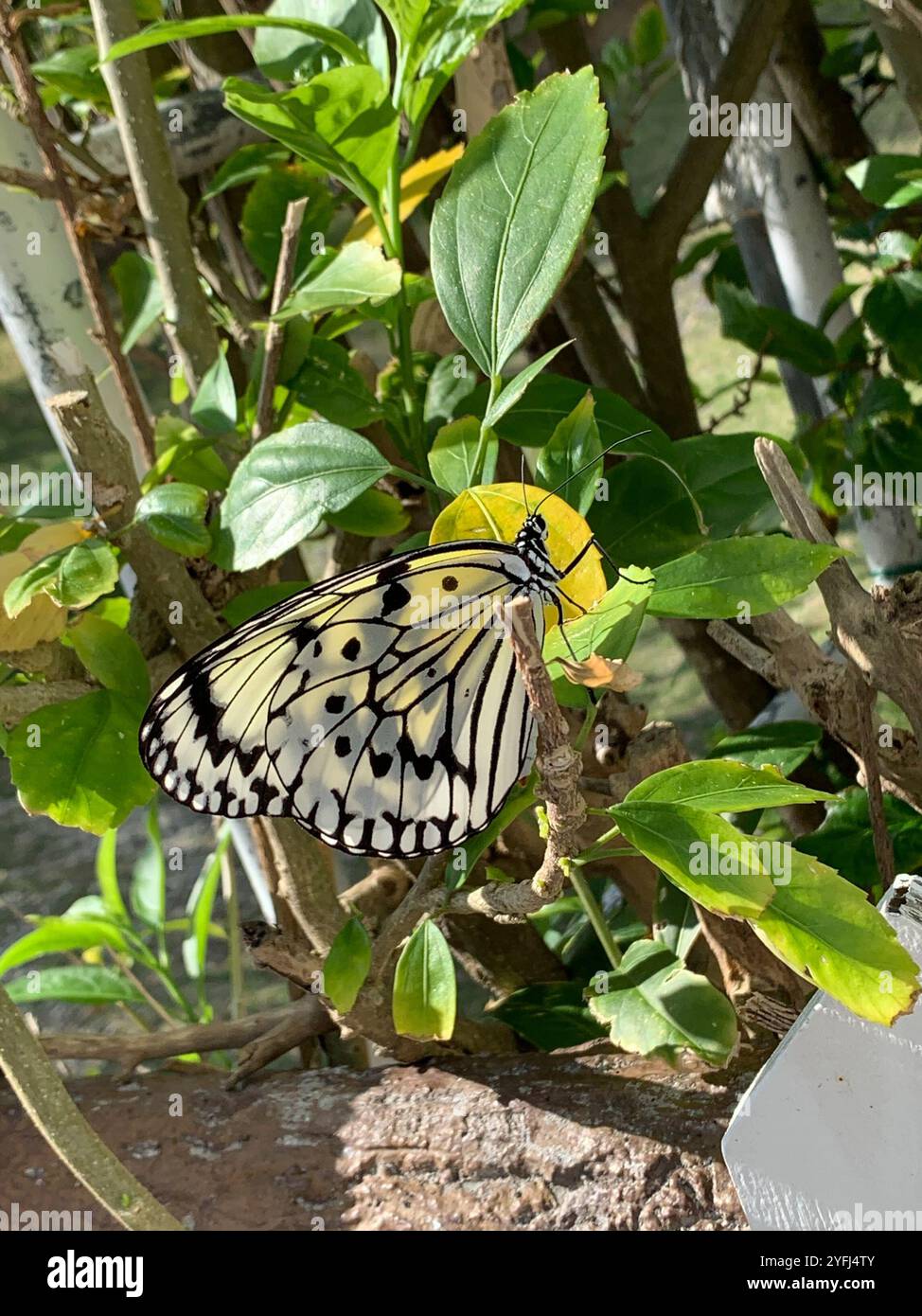 Rice Paper Butterfly (Idea leuconoe Stock Photo - Alamy
