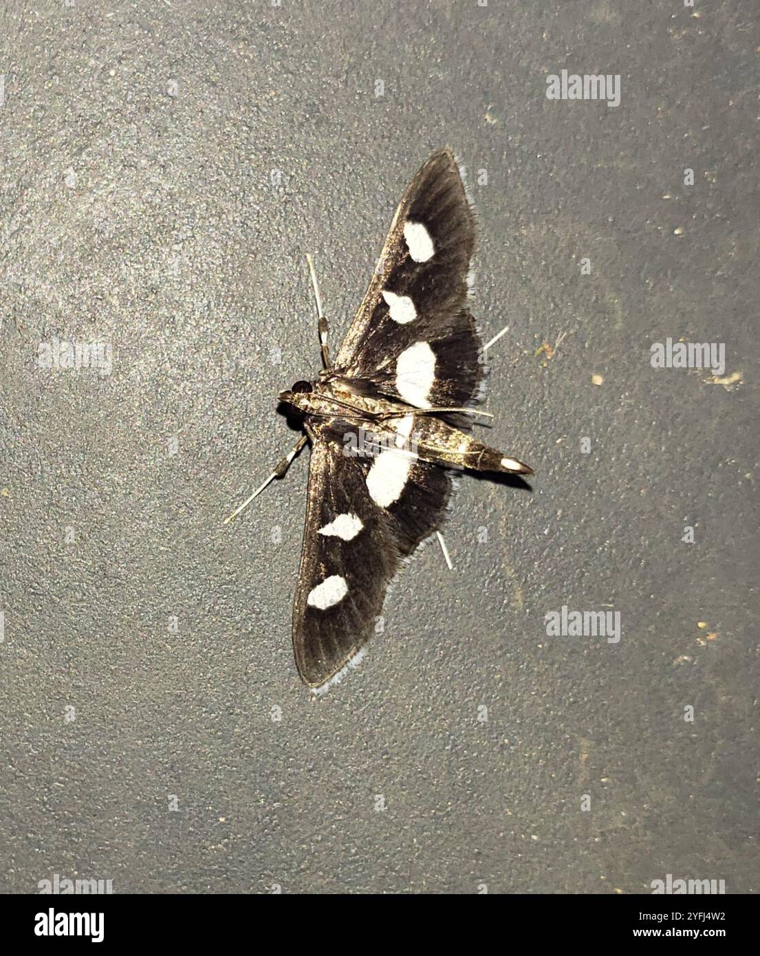 Grape Leaffolder Moth (Desmia funeralis Stock Photo - Alamy