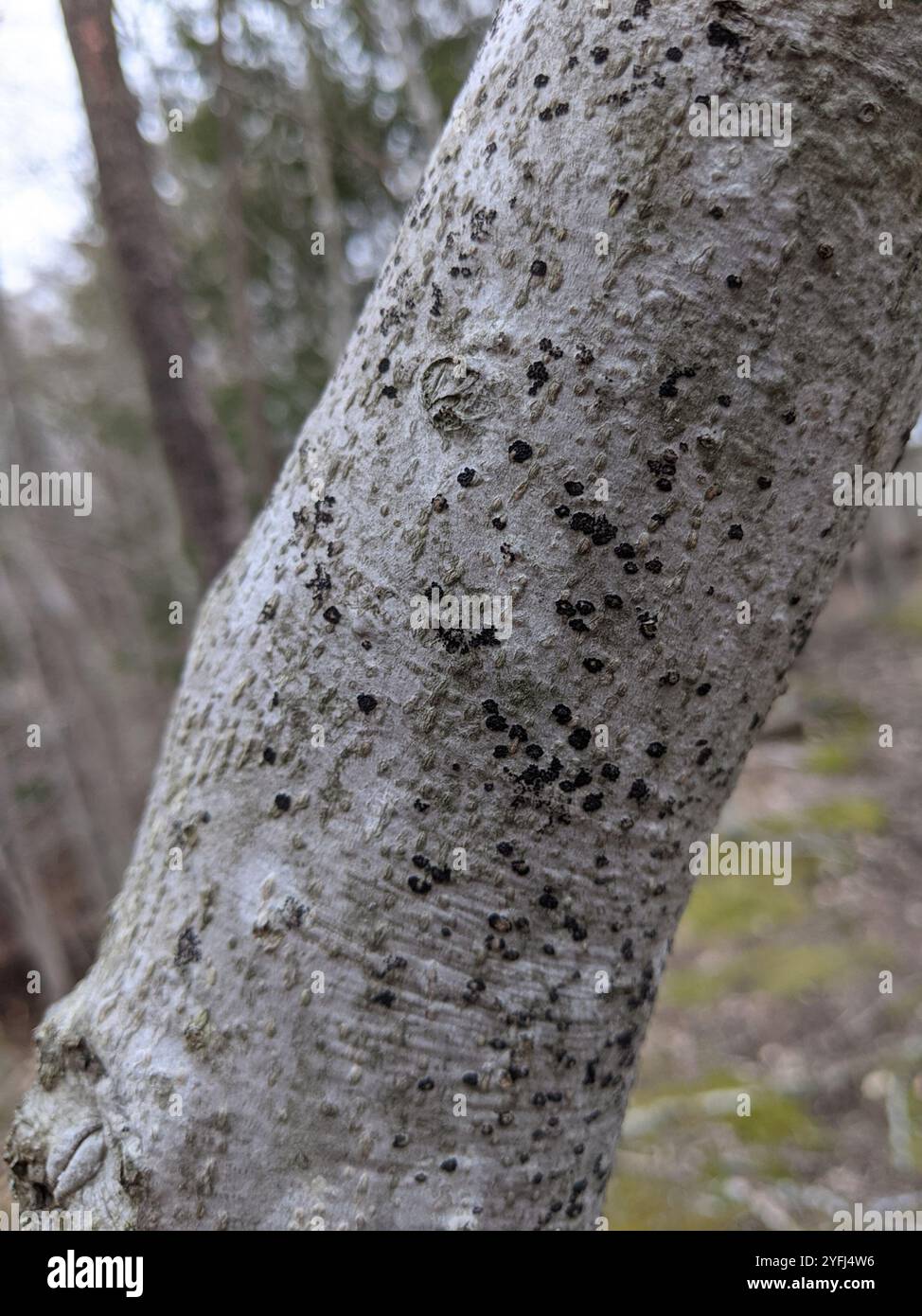 Beech Bark Canker Fungus (Neonectria faginata Stock Photo - Alamy