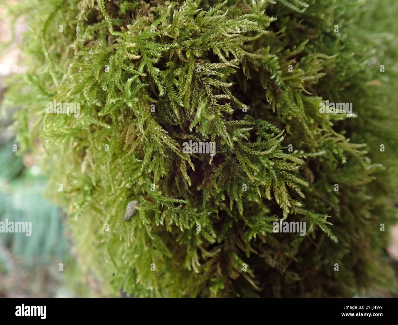 Oregon Beaked Moss (Kindbergia oregana Stock Photo - Alamy