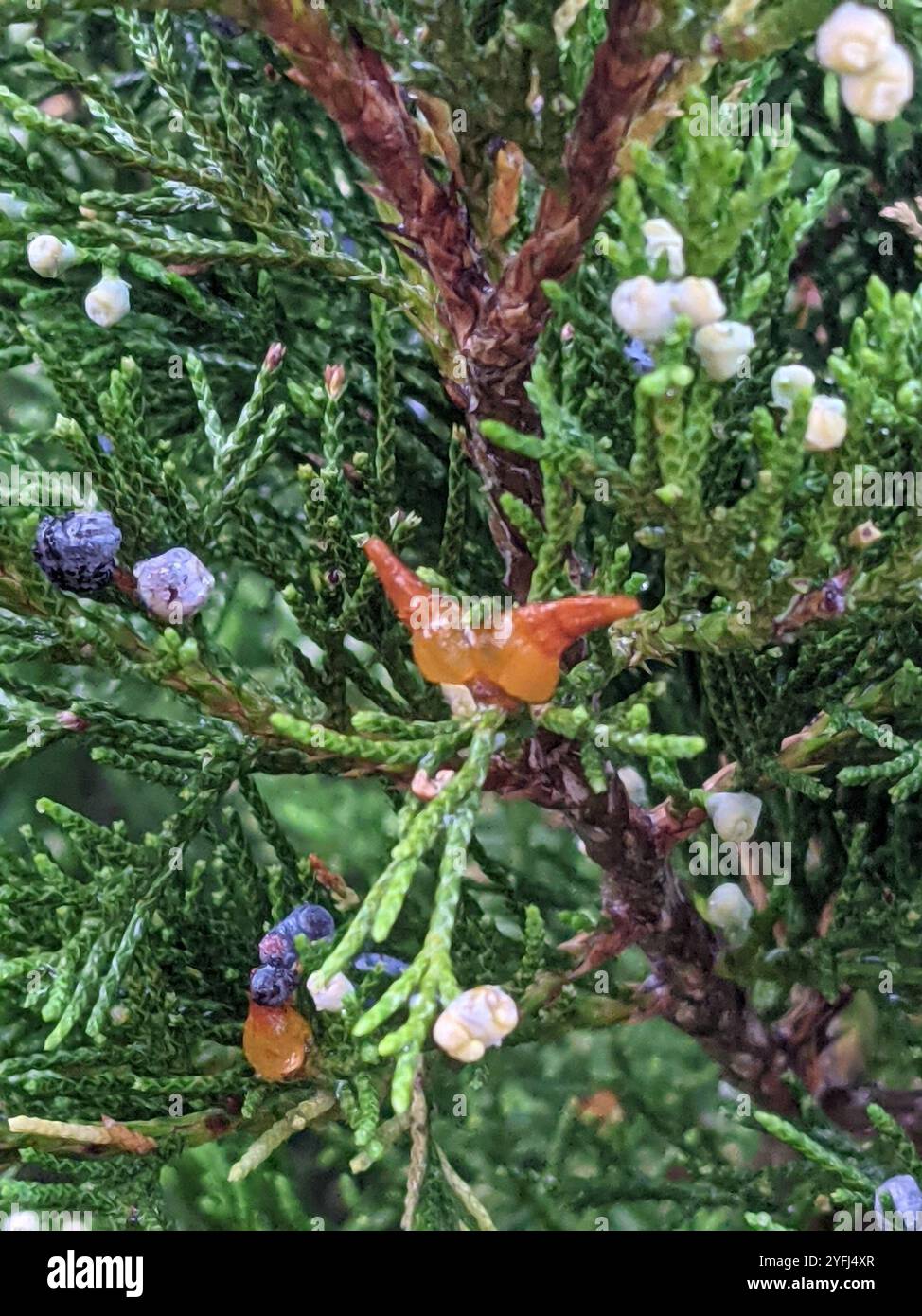 eastern redcedar (Juniperus virginiana Stock Photo - Alamy