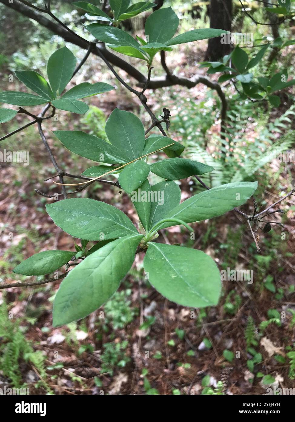 early azalea (Rhododendron prinophyllum Stock Photo - Alamy