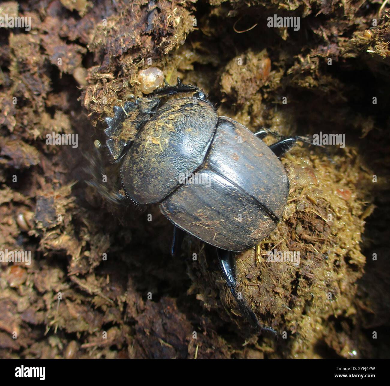 Diurnal Copper Dung Beetle (Kheper nigroaeneus Stock Photo - Alamy