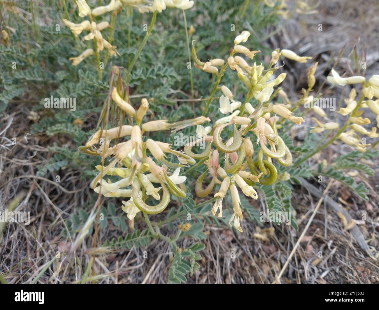 curvepod milkvetch (Astragalus curvicarpus Stock Photo - Alamy