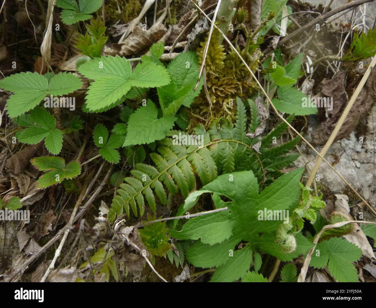 hard shield fern (Polystichum aculeatum Stock Photo - Alamy