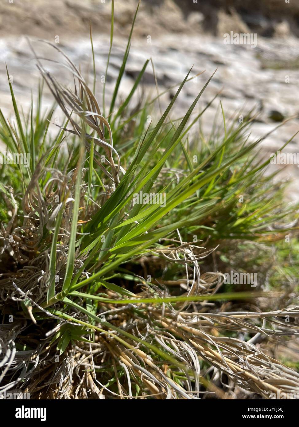 Saltgrass (Distichlis spicata Stock Photo - Alamy