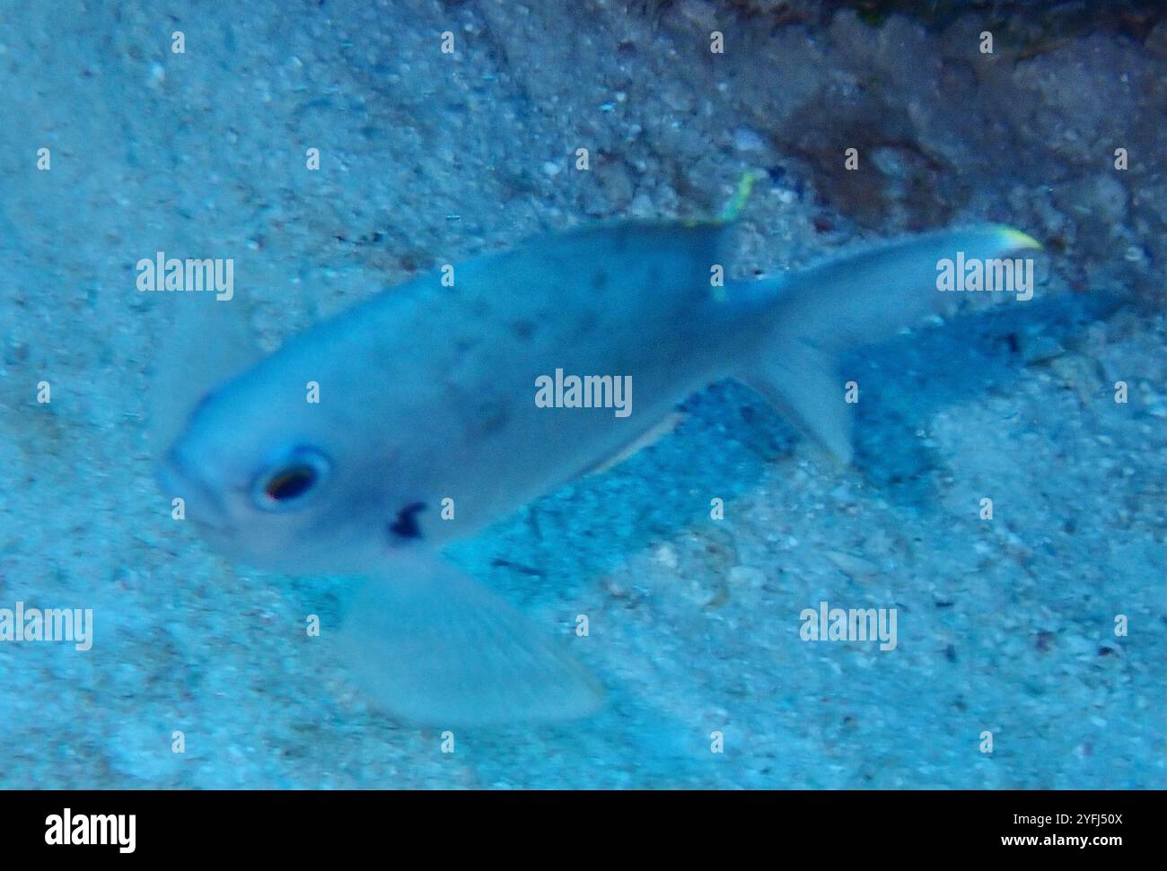 Brown Chromis (Azurina multilineata Stock Photo - Alamy