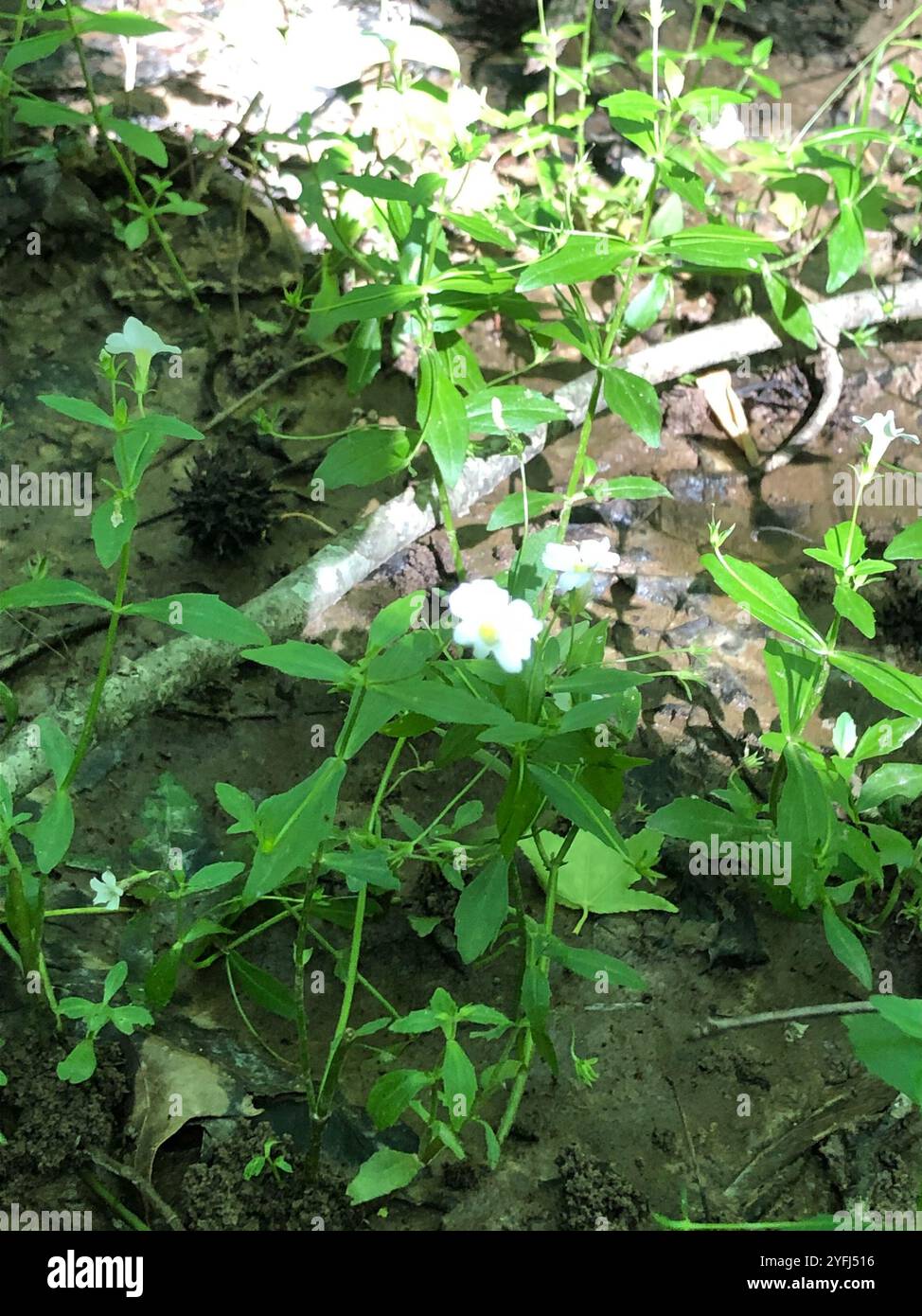 Florida Hedge Hyssop (Gratiola floridana Stock Photo - Alamy